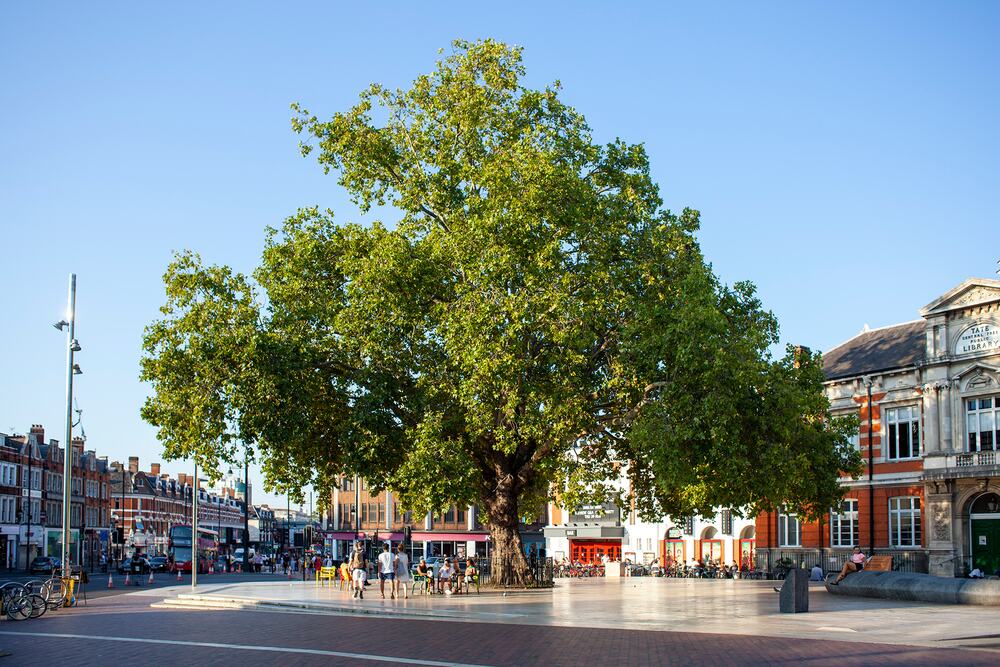 City and tree: the story of London planes
