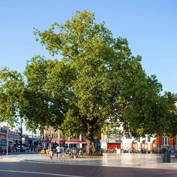 City and tree: the story of London planes